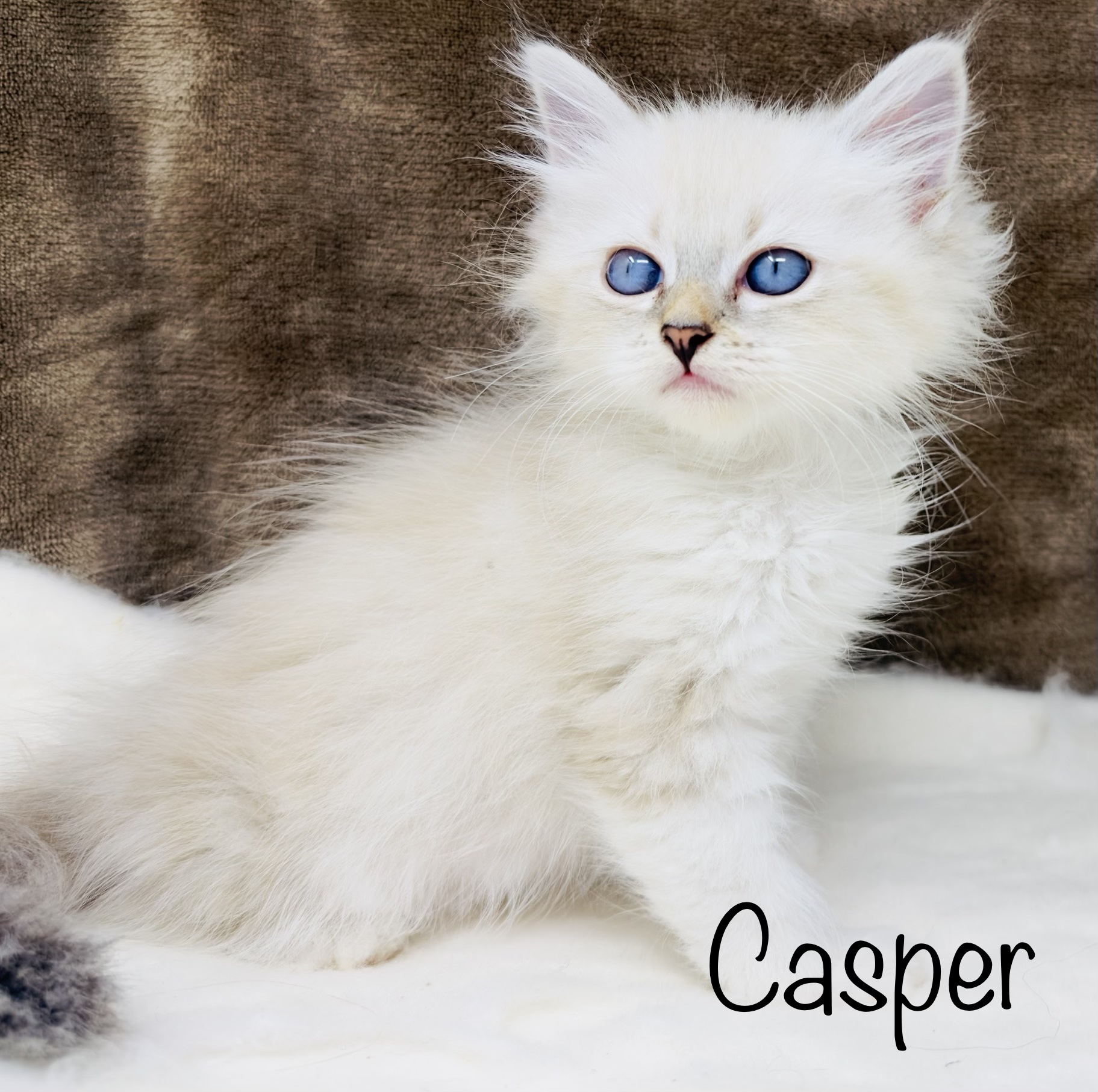 Siberian Kitten Fraud – Siberian Kittens of America, LLC